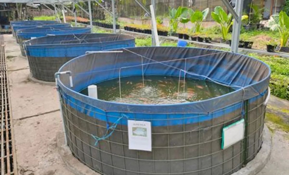 Budidaya Ikan Nila di Kolam Terpal, Ini Tips dan Triknya! - PembaruanID